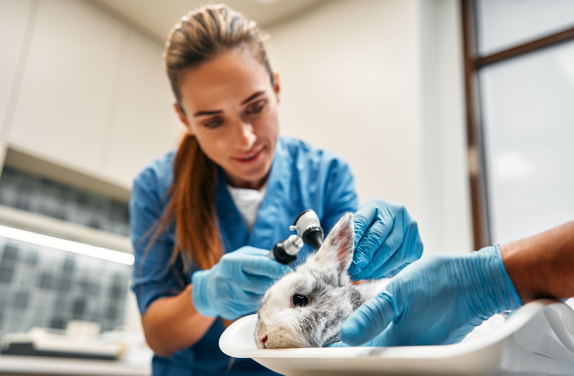 Animal Behavior Counseling Services in Sneads Ferry